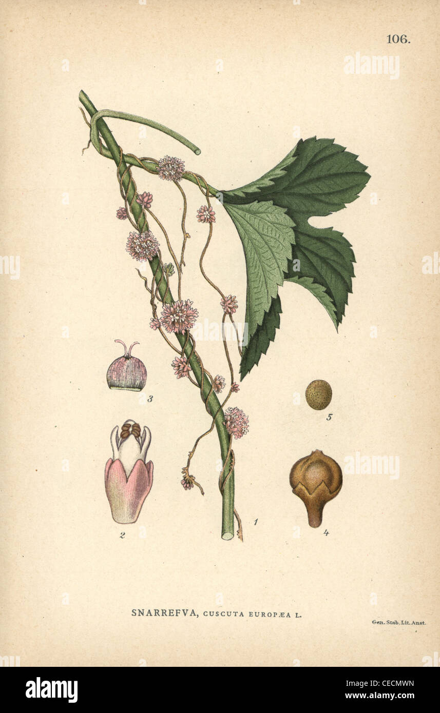 European dodder, Cuscuta europaea Stock Photo - Alamy