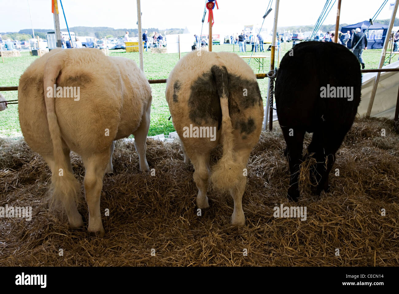 Cattle at a Country Fair Stock Photo - Alamy