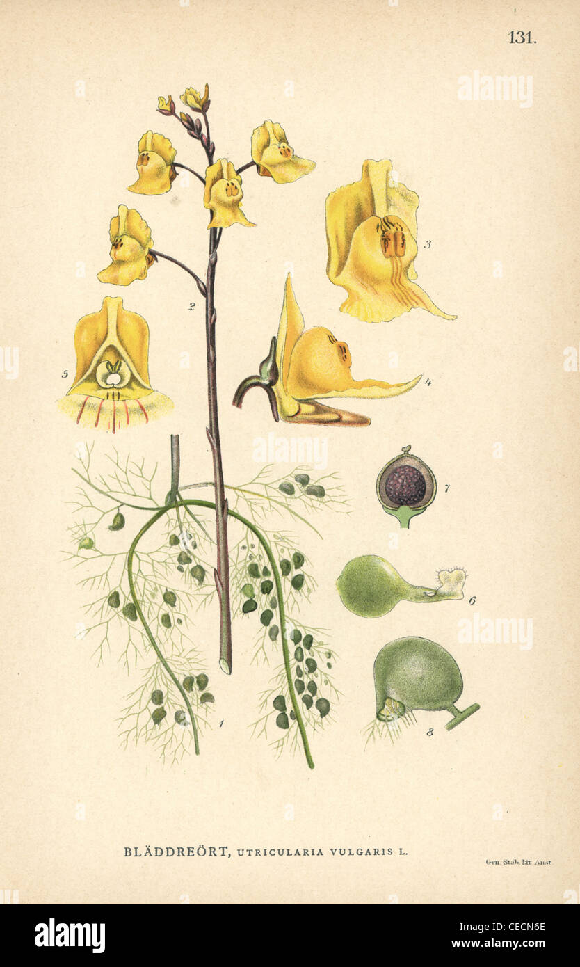 Bladderwort plant hi-res stock photography and images - Alamy