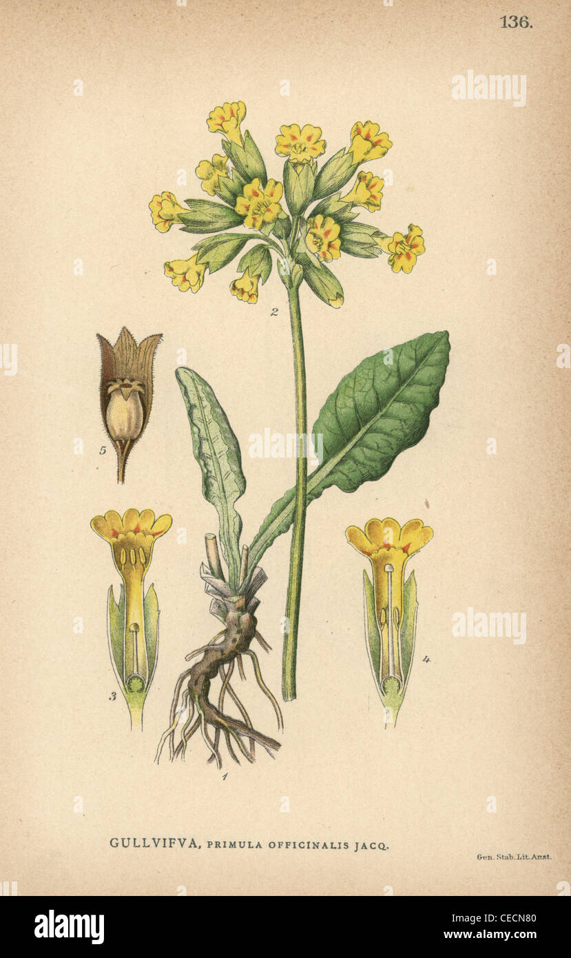 Botanical illustration cowslip hi-res stock photography and images - Alamy
