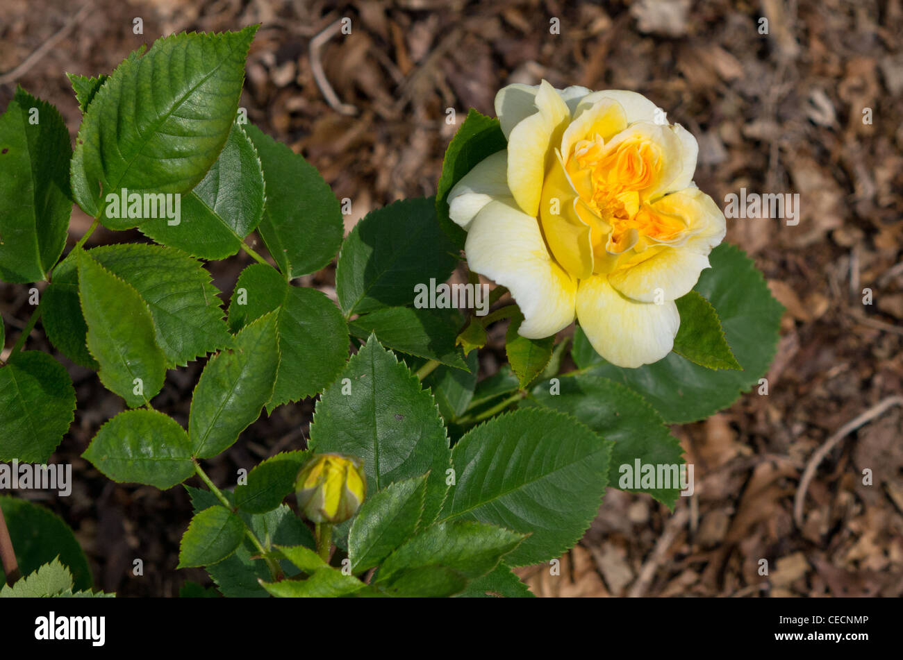 English rose Yellow Button Stock Photo - Alamy