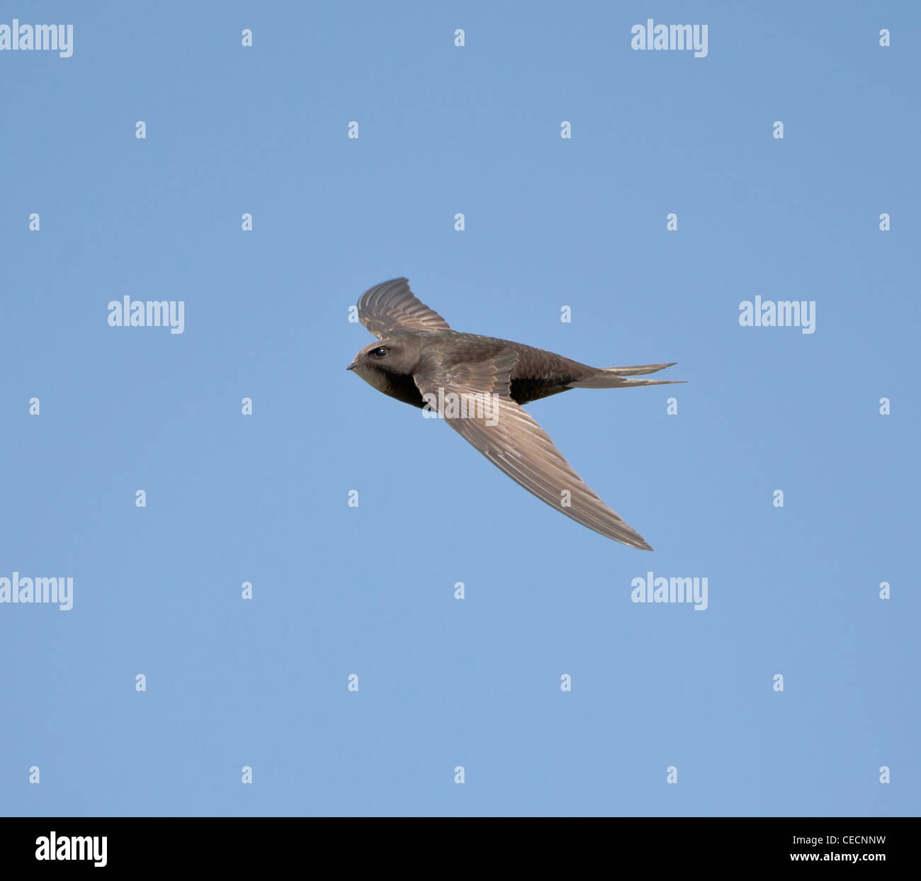 Swift Apus apus in flight against blue sky Stock Photo - Alamy