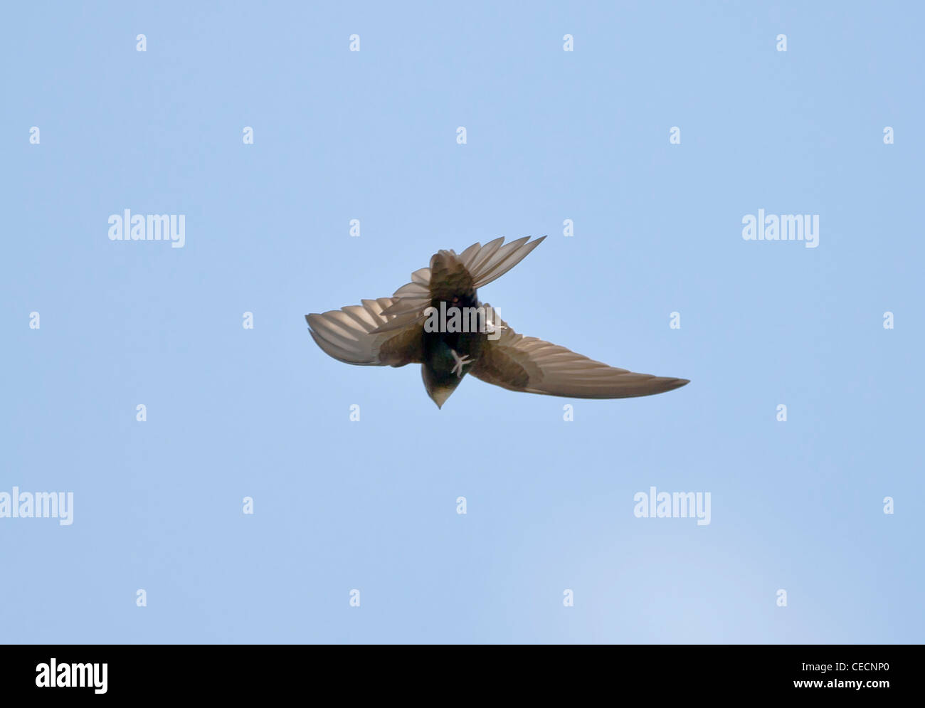 Swift Apus apus in flight against blue sky Stock Photo - Alamy