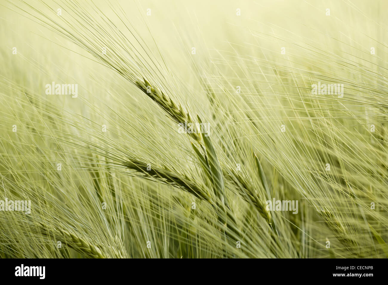 close up detail of organic green grains in summer time Stock Photo - Alamy