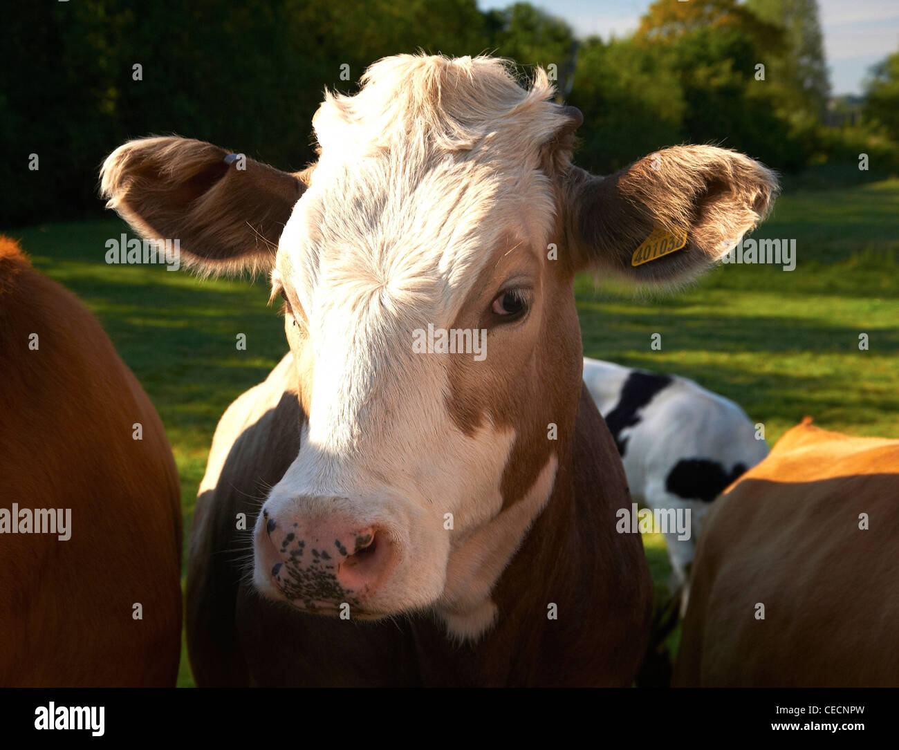 cow dairy,head, British beef Stock Photo - Alamy