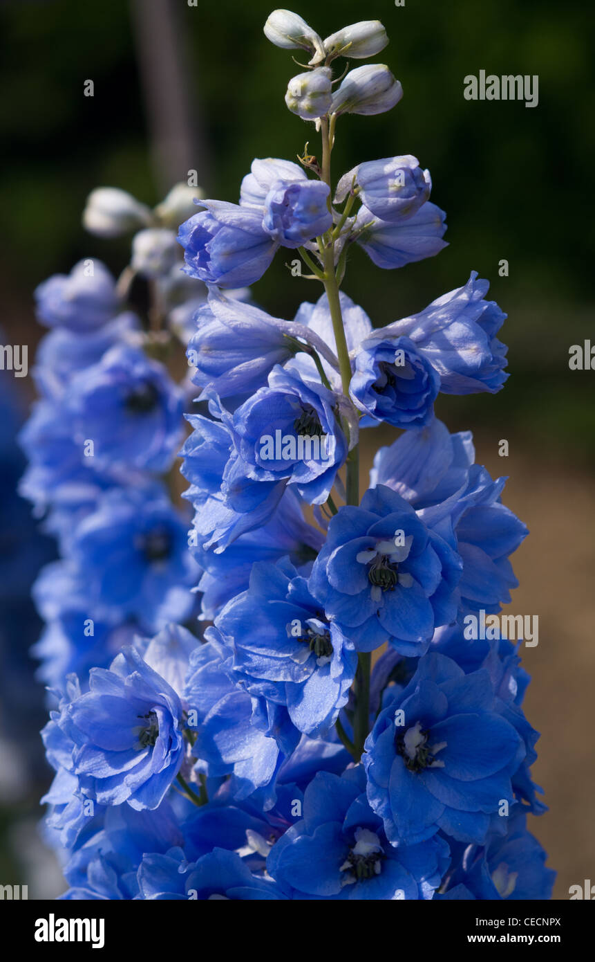 Cherub flowers hi-res stock photography and images - Alamy