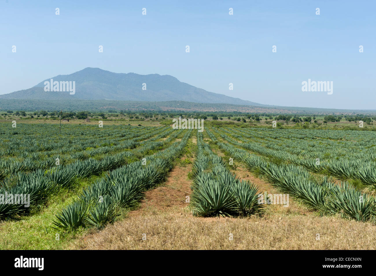 Sisal plantation hi-res stock photography and images - Alamy
