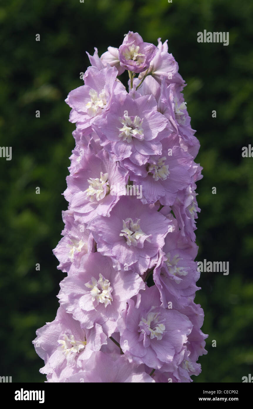 Titania hi-res stock photography and images - Alamy