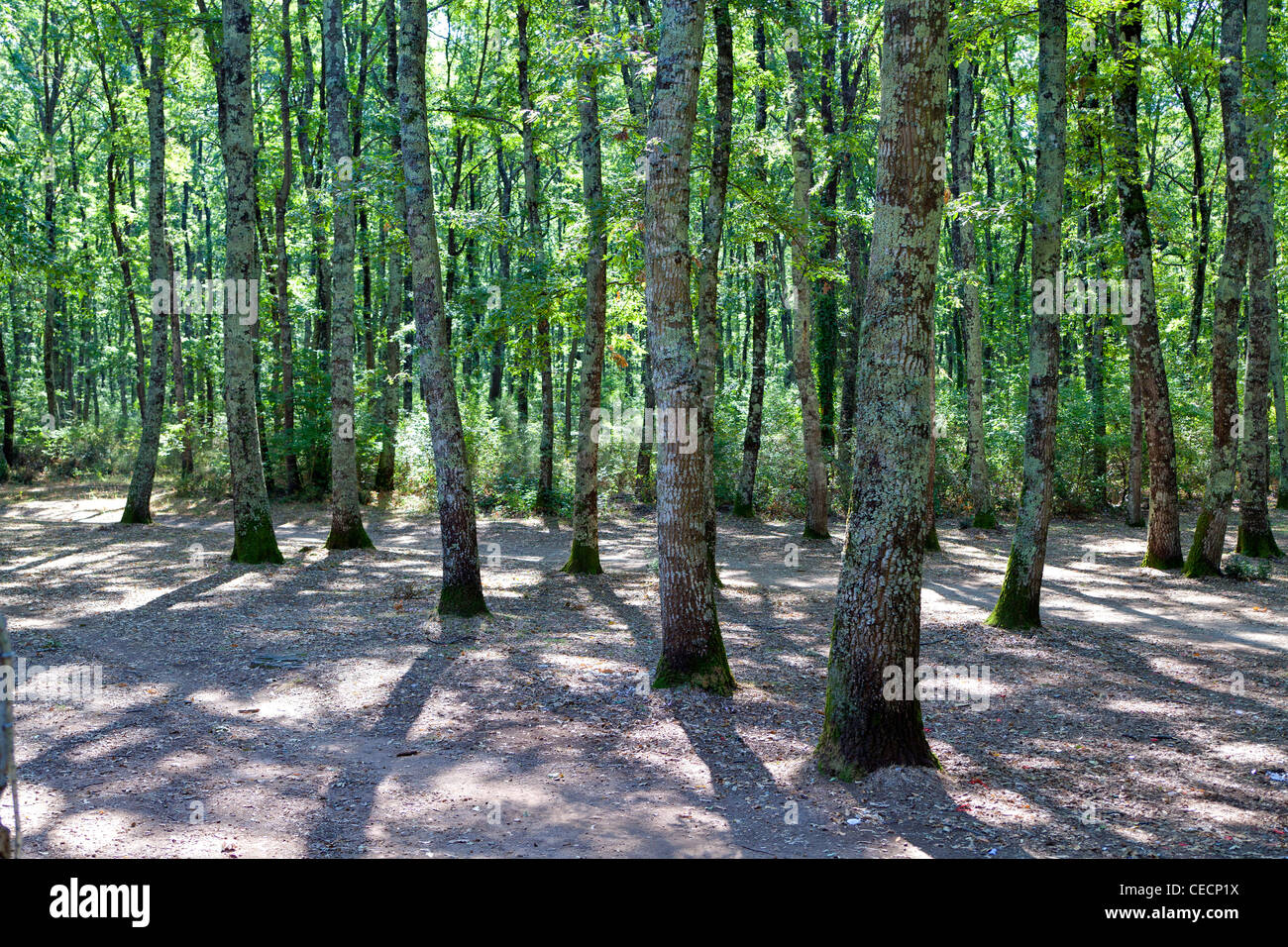 Mediterranean wood plants hi-res stock photography and images - Alamy