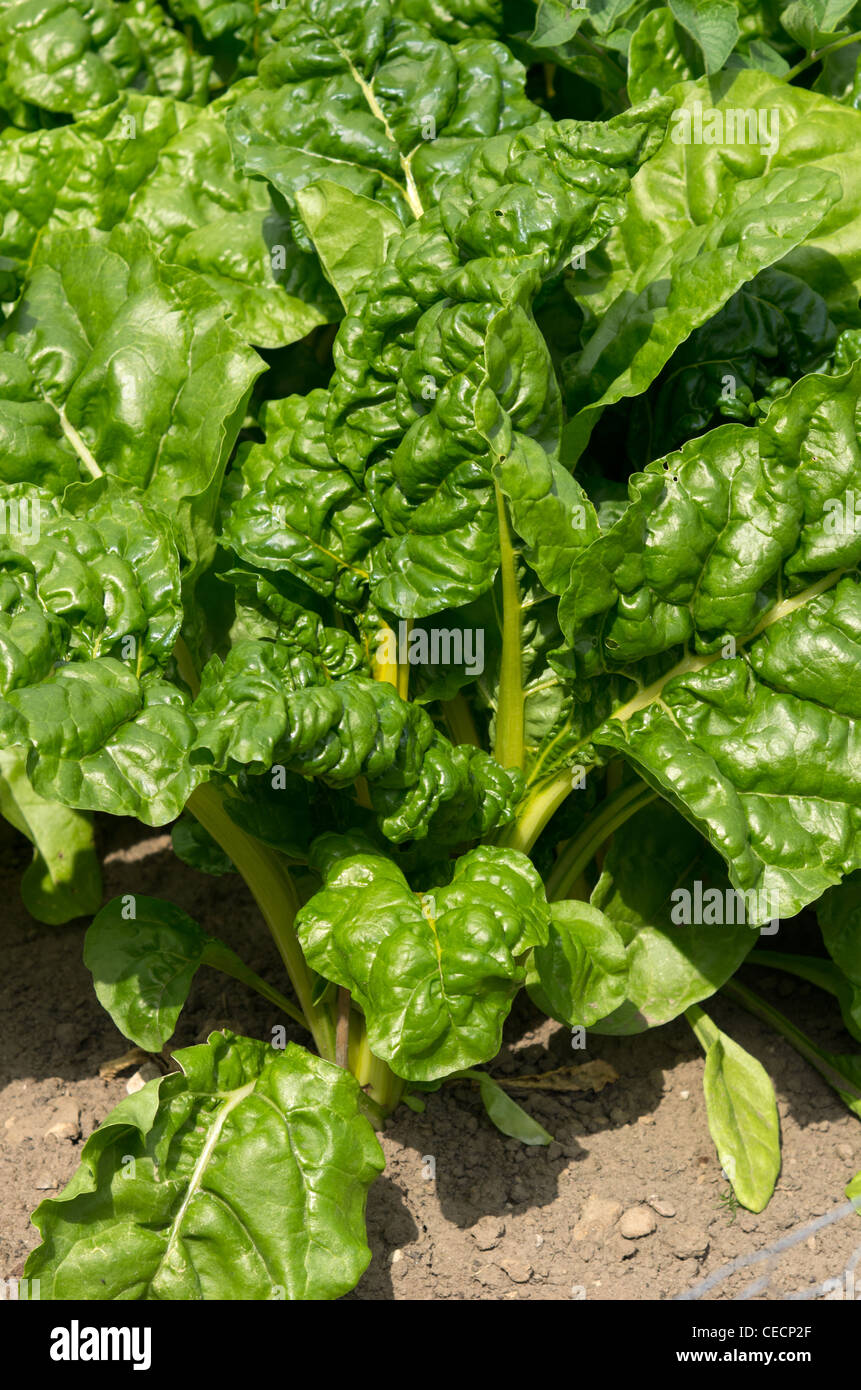 Yellow Root Plant Prices