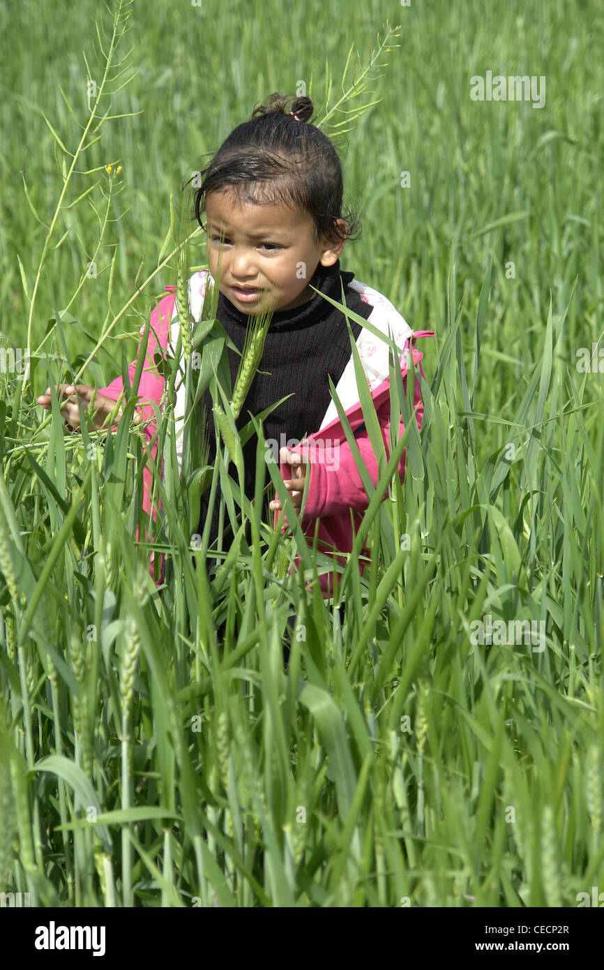 Little boy in a wheat farm Stock Photo - Alamy