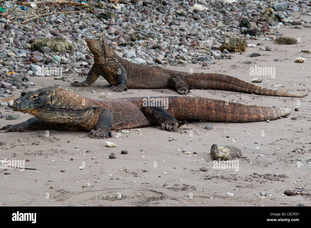 A couple of Komodo Dragon, varanus komodoensis, taking a rest on the ...