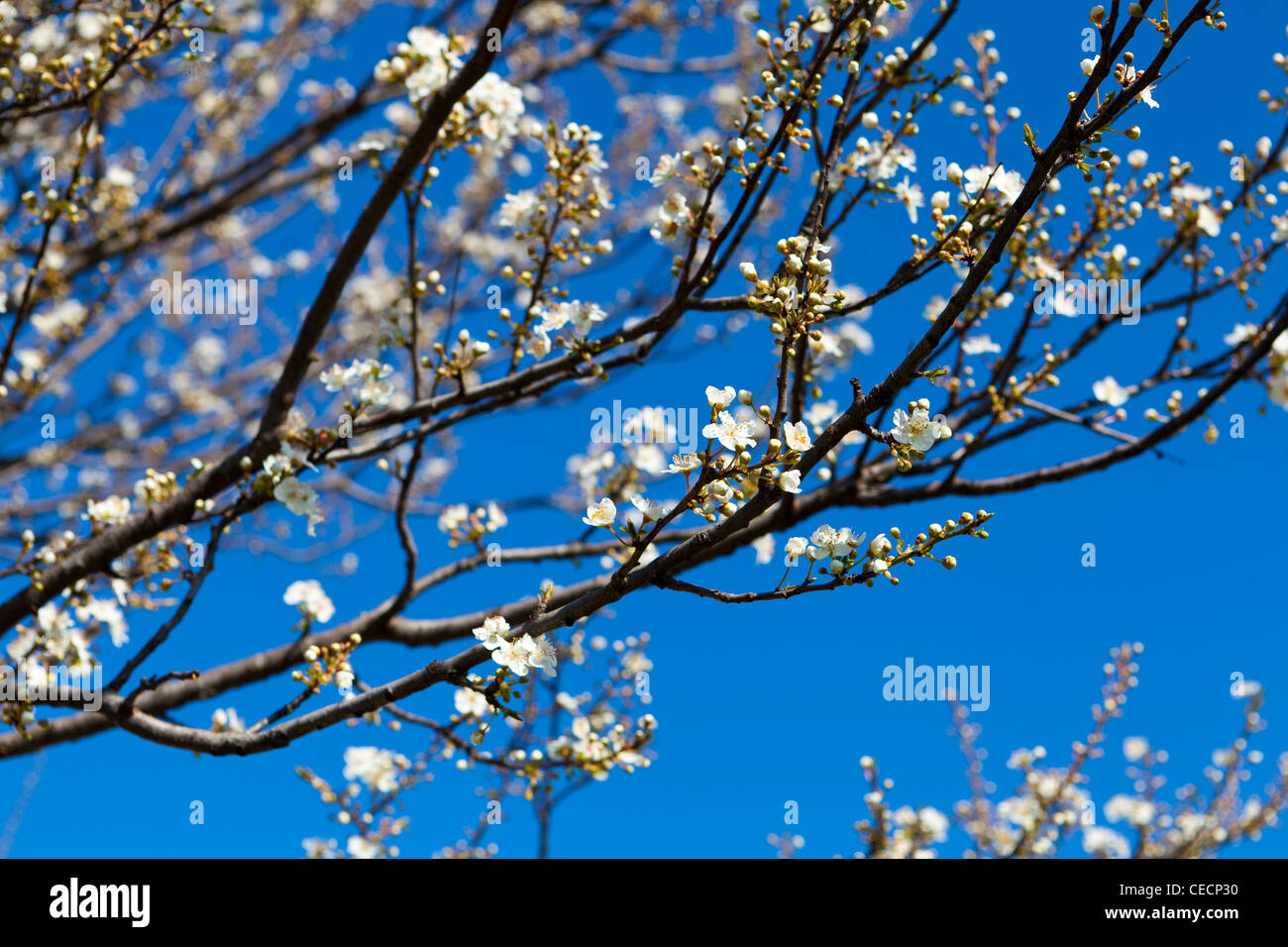 Spring flowers tree hi-res stock photography and images - Alamy