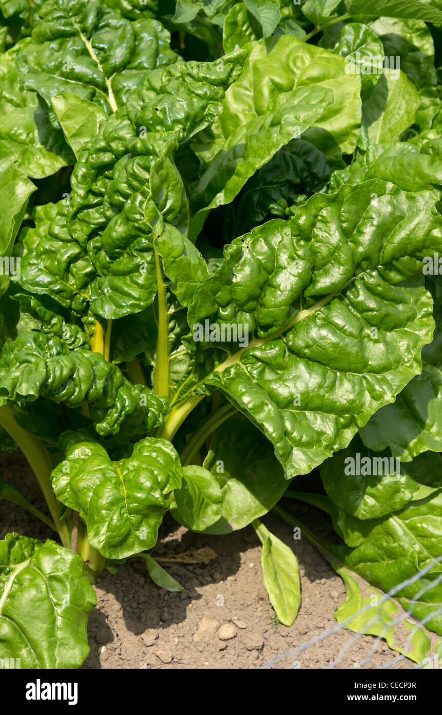 Beet Canary Yellow growing in the garden at Castle Howard Stock Photo ...