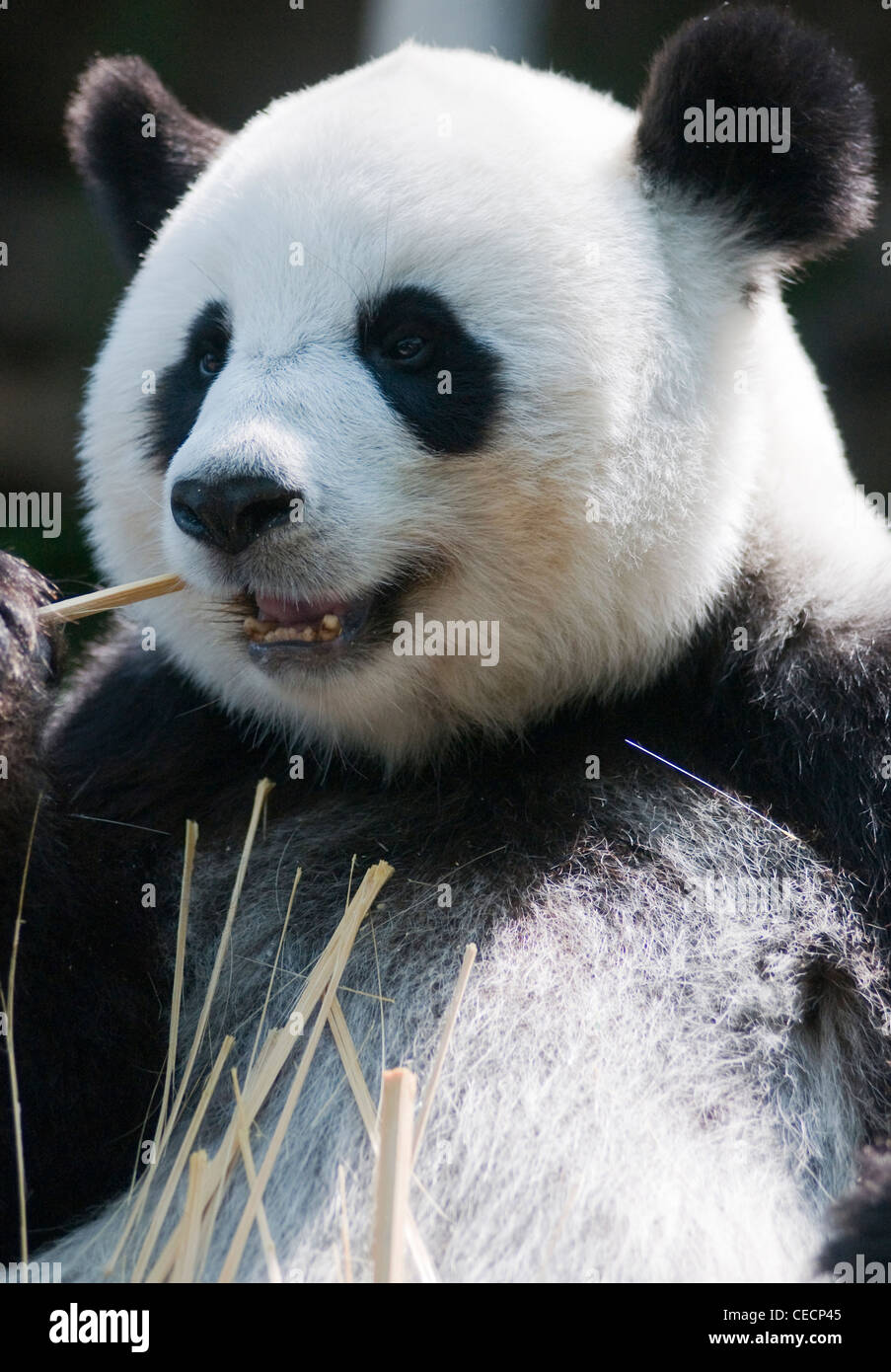 Thailand species hi-res stock photography and images - Alamy