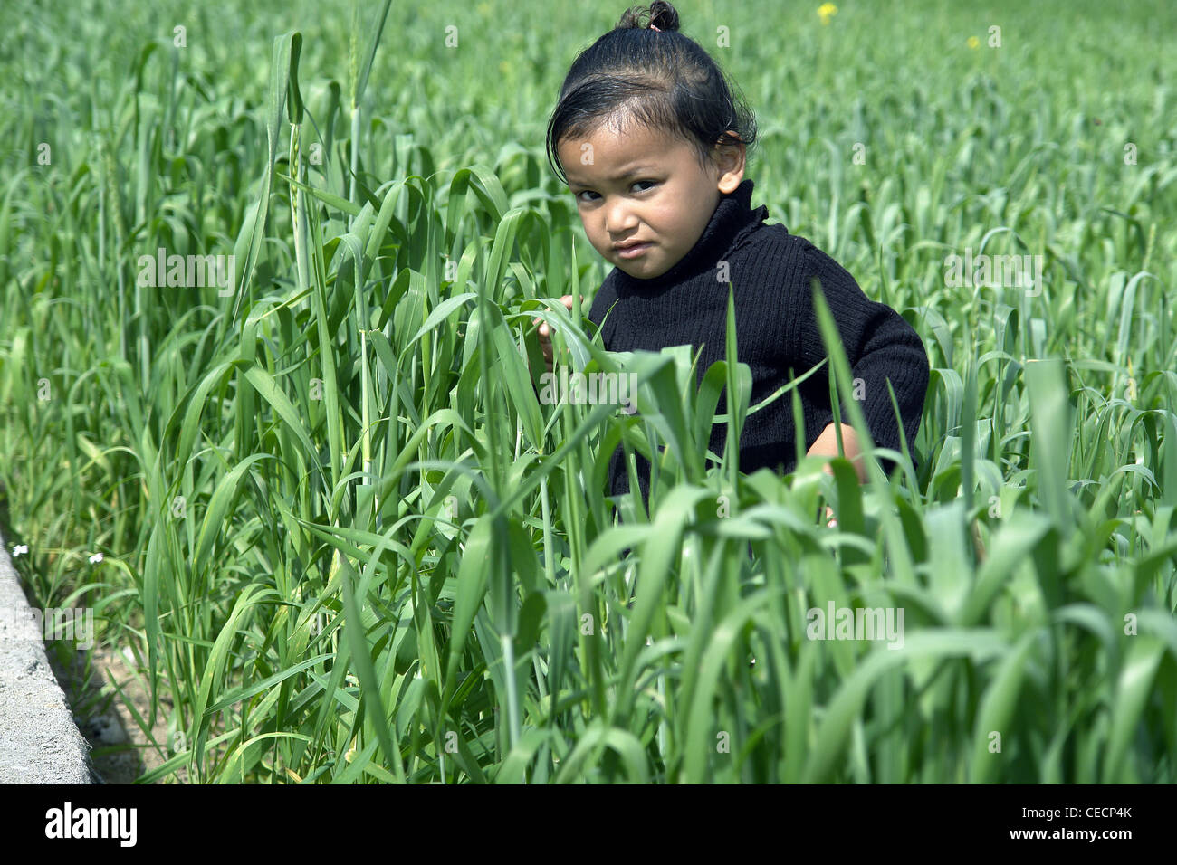 Little boy playing in a wheat farm Stock Photo - Alamy