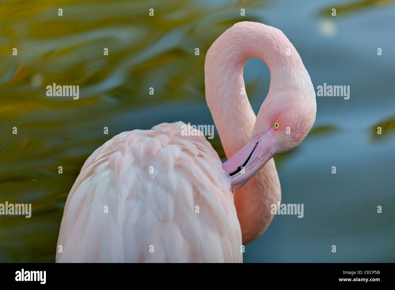 Fauna wildlife natural hi-res stock photography and images - Alamy