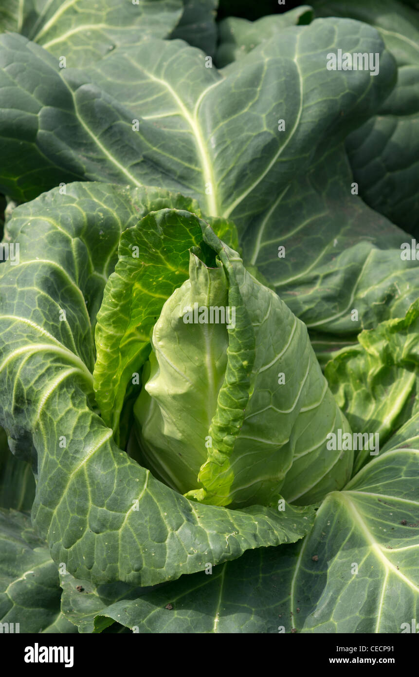 Hispi cabbage hi-res stock photography and images - Alamy
