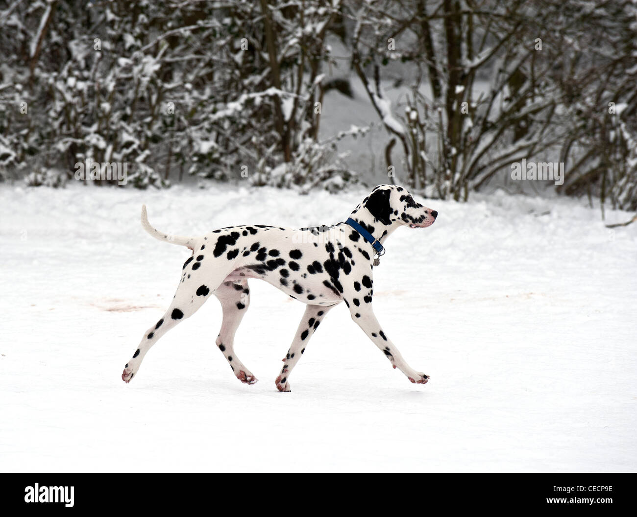 A Dalmation dog running through snow Stock Photo - Alamy