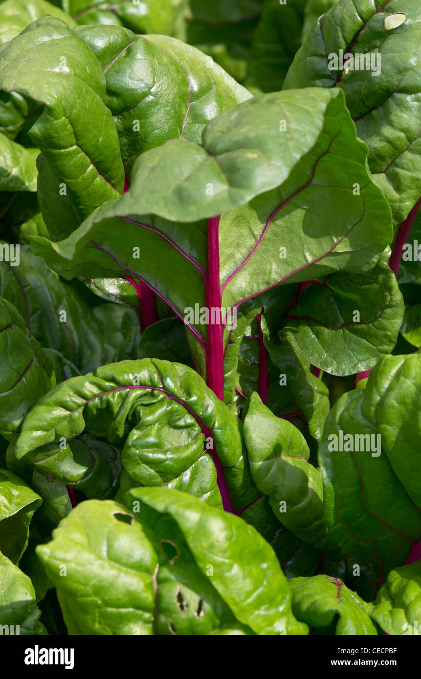 Flamingo colors hi-res stock photography and images - Alamy