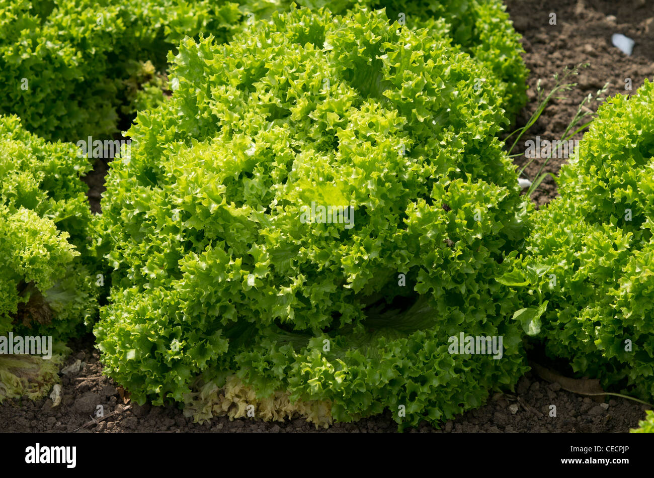 Kriska hi-res stock photography and images - Alamy