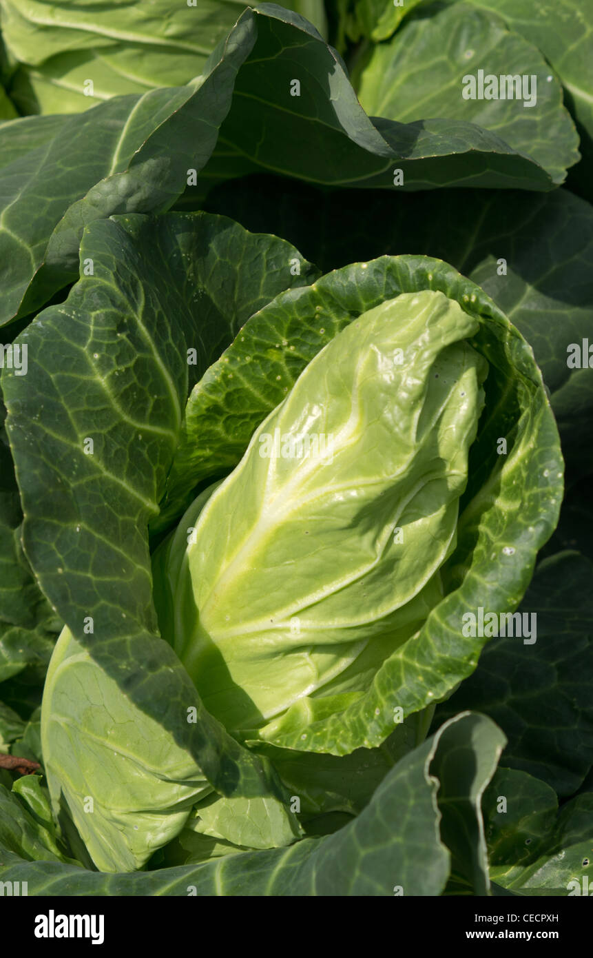 Cabbage greyhound hi-res stock photography and images - Alamy