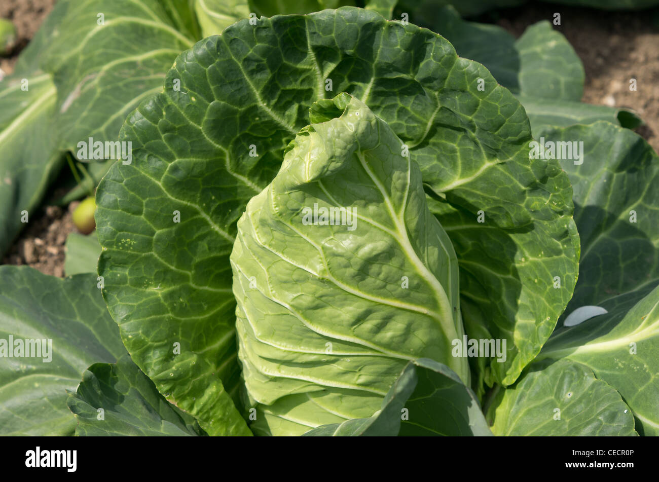 Cabbage greyhound hi-res stock photography and images - Alamy