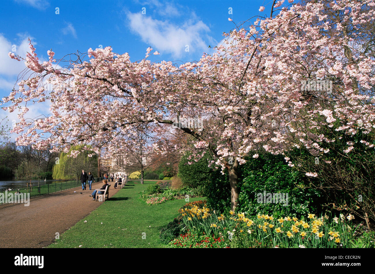 England, London, Spring Blossom in St.James Park Stock Photo - Alamy