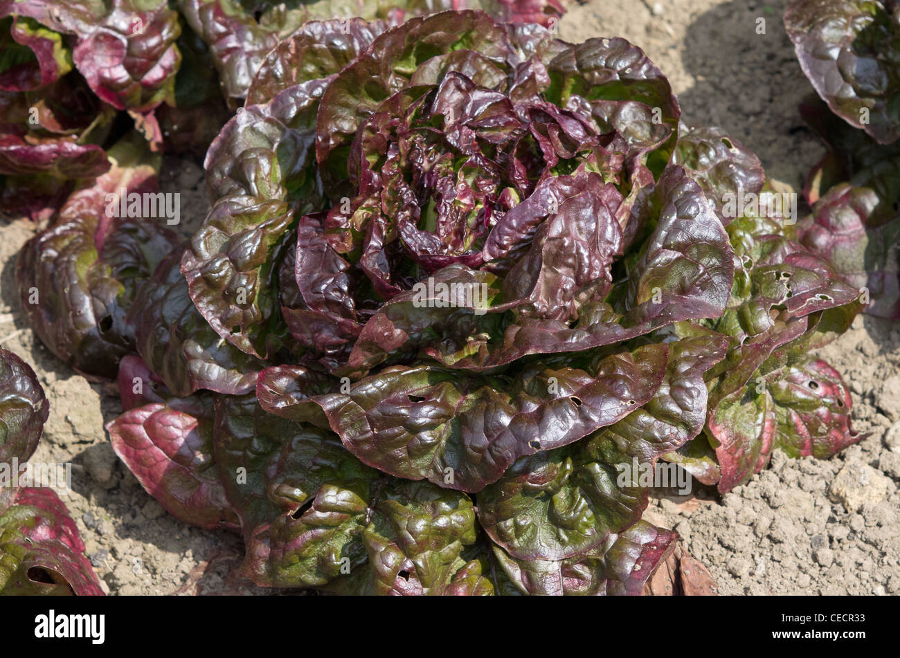 Rivale hi-res stock photography and images - Alamy