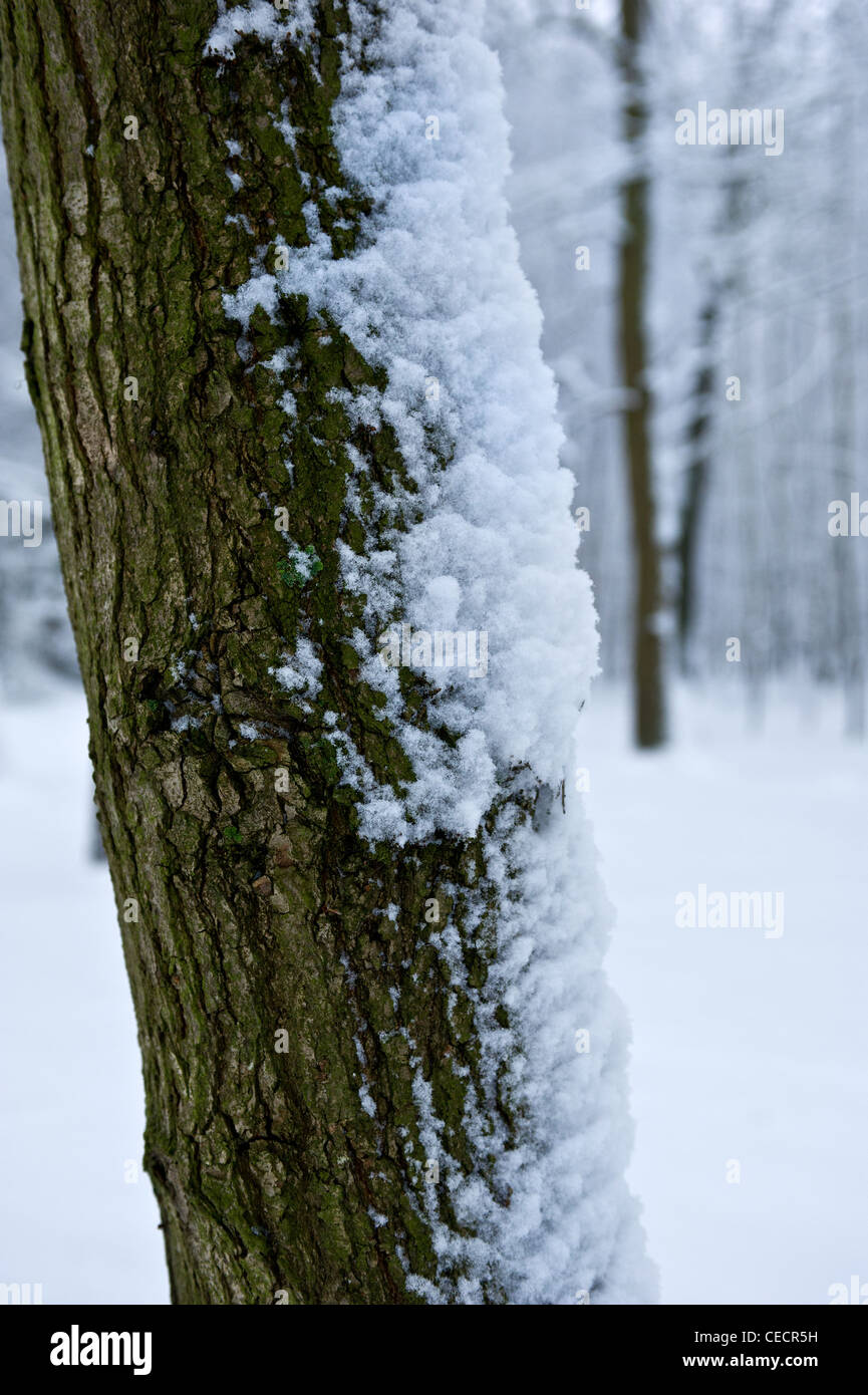 Snow on a tree trunk hi-res stock photography and images - Alamy