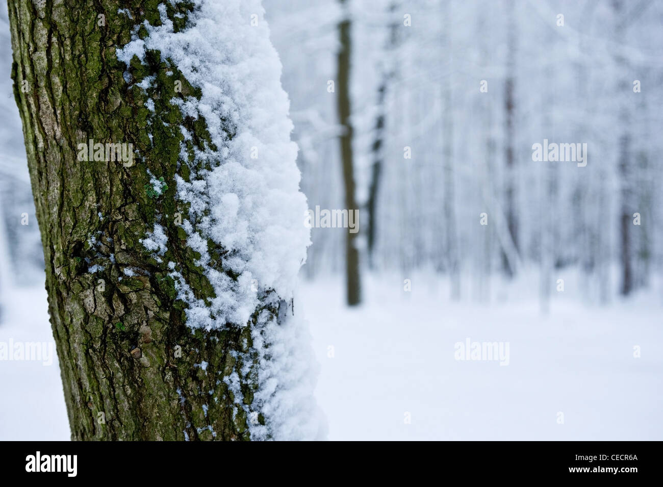 Snow on the side of the trunk of a tree Stock Photo - Alamy