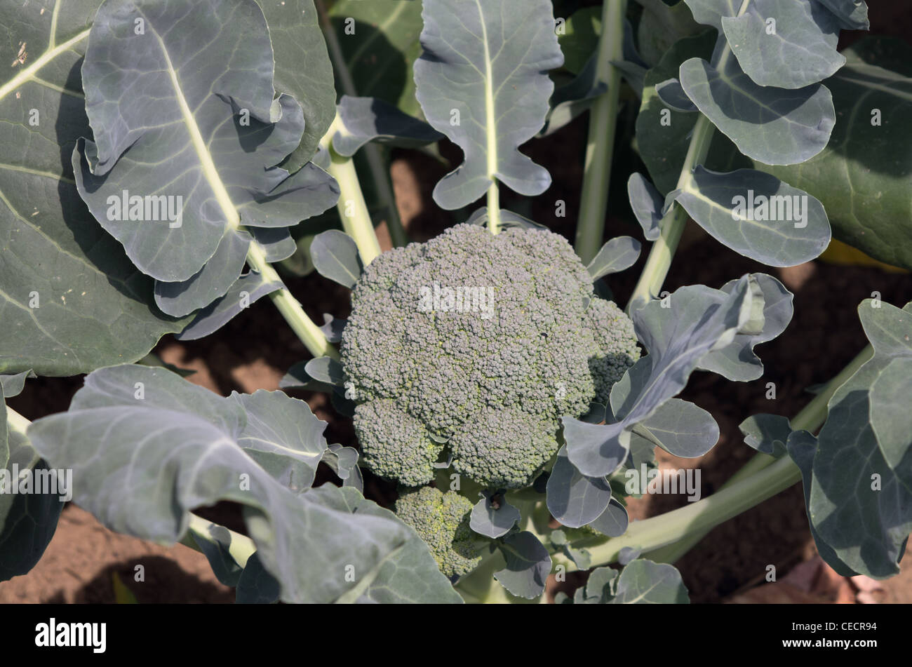 3 or 4 iron hybrid hi-res stock photography and images - Alamy