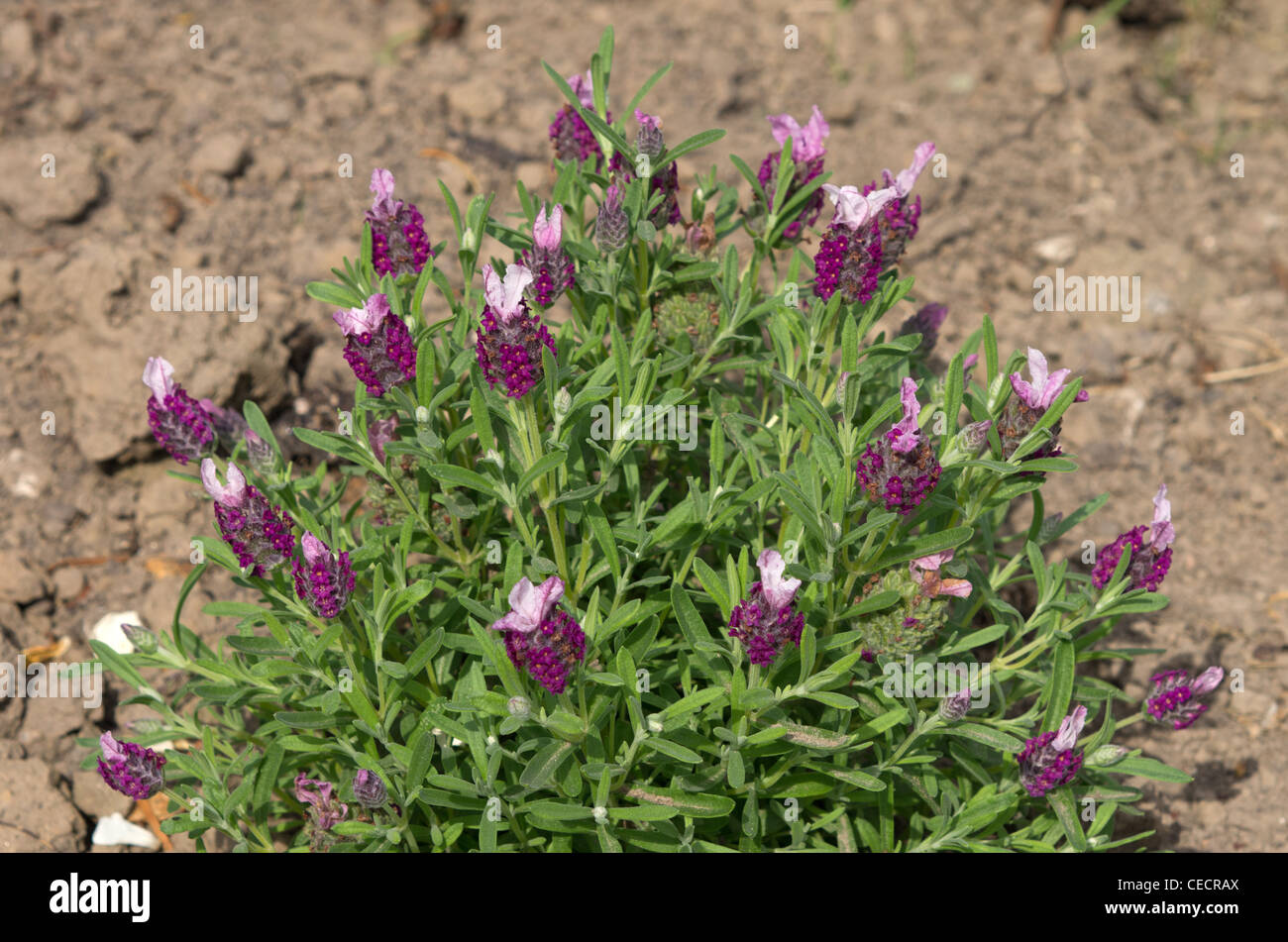 Lavender Kew Red Stock Photo - Alamy