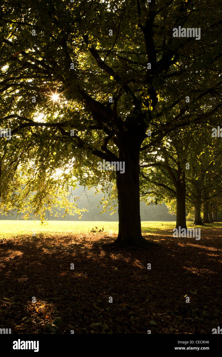 View of a row of trees with a path to the right and the sunshine ...