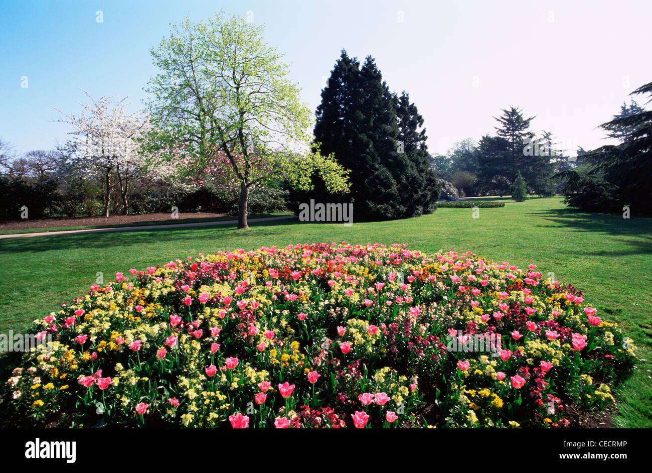 England, London, Greenwich Park, Spring Flowers Stock Photo - Alamy