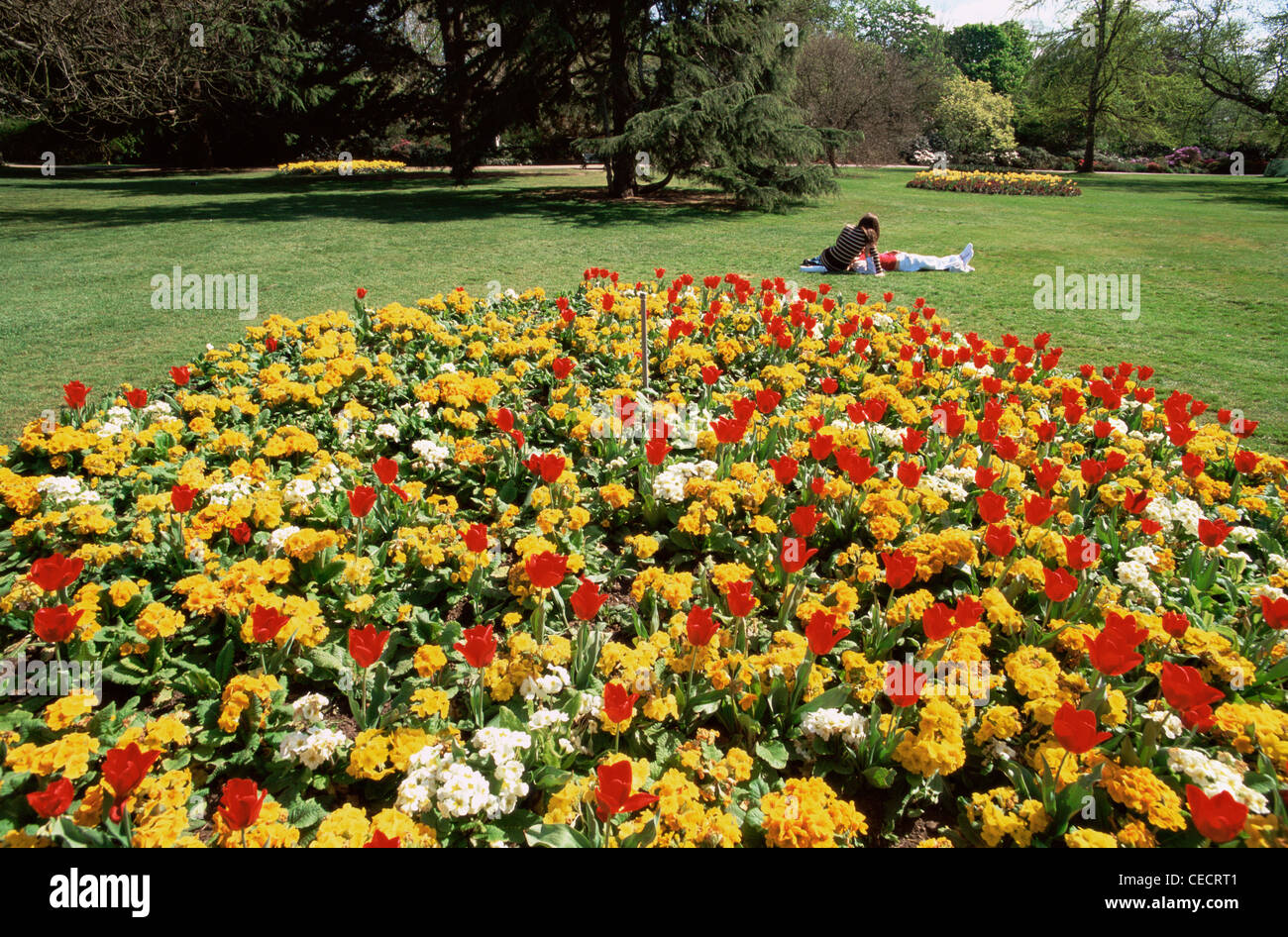 England, London, Greenwich Park, Spring Flowers Stock Photo - Alamy