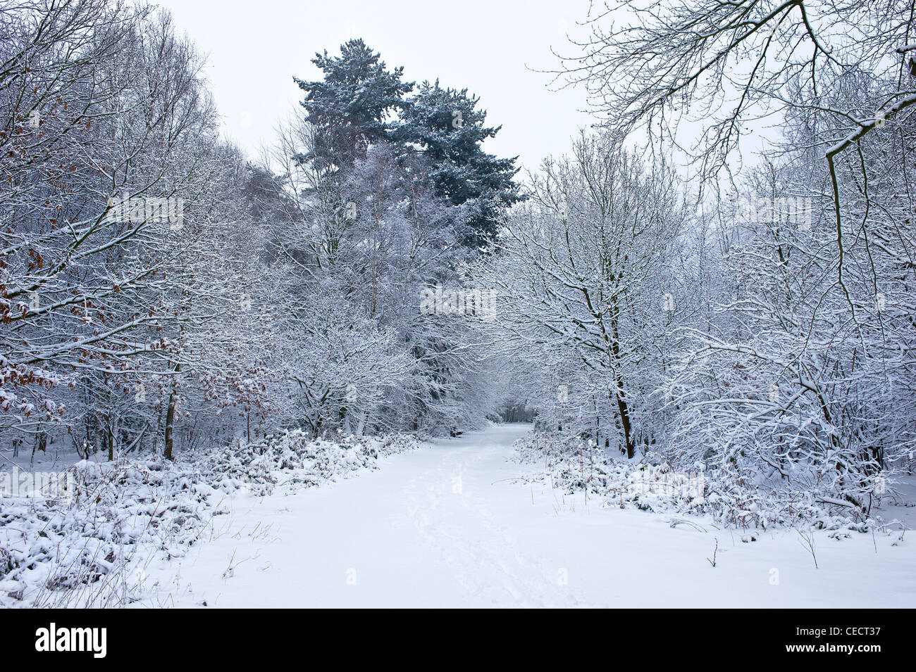 Snow path with tracks hi-res stock photography and images - Alamy