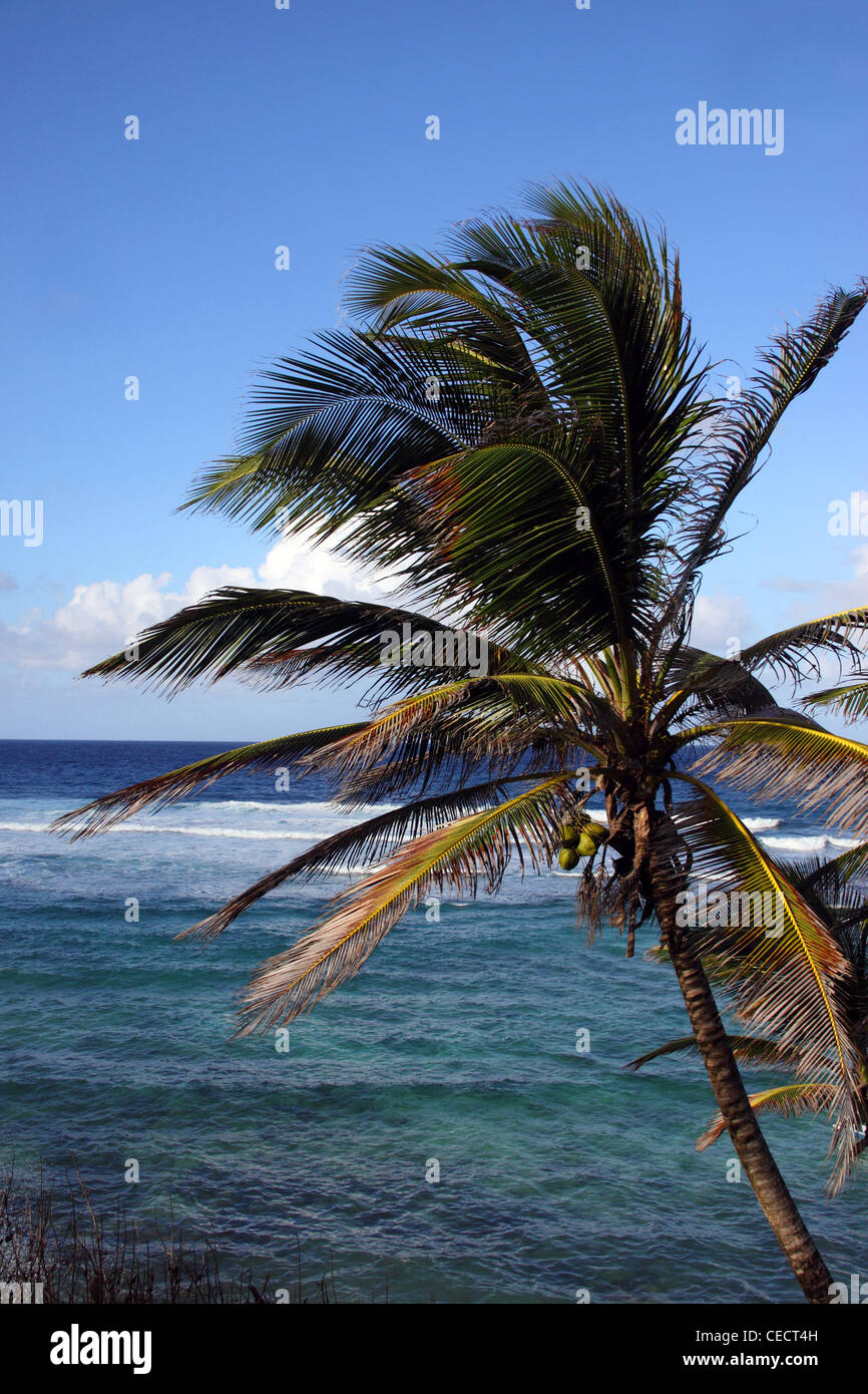 Barbados. A coconut palm tree at Bathsheba in Barbados, West Indies ...