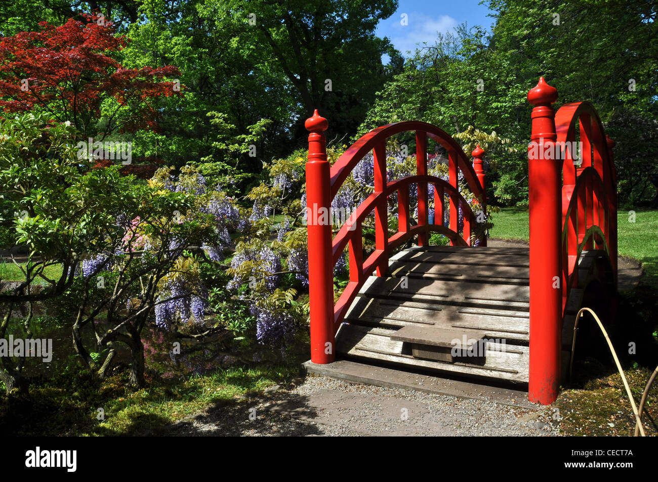Red bridge in Japanese garden, The Hague, Netherlands, Europe Stock ...