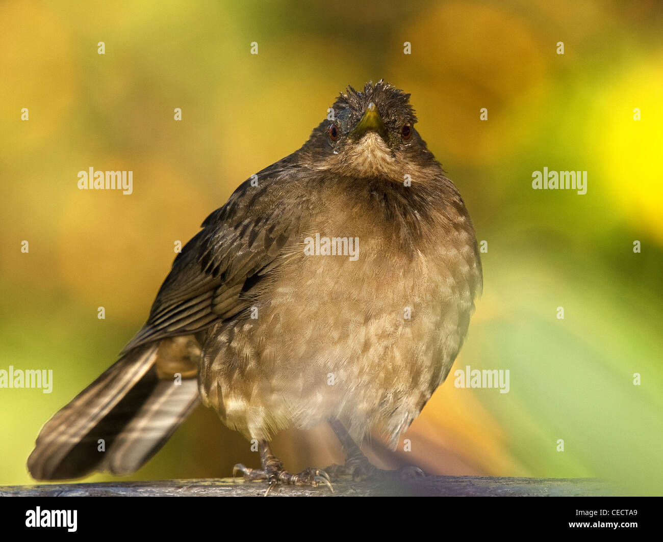 Horizontal portrait of Yiguirro Clay coloured robin, Turdus grayi ...