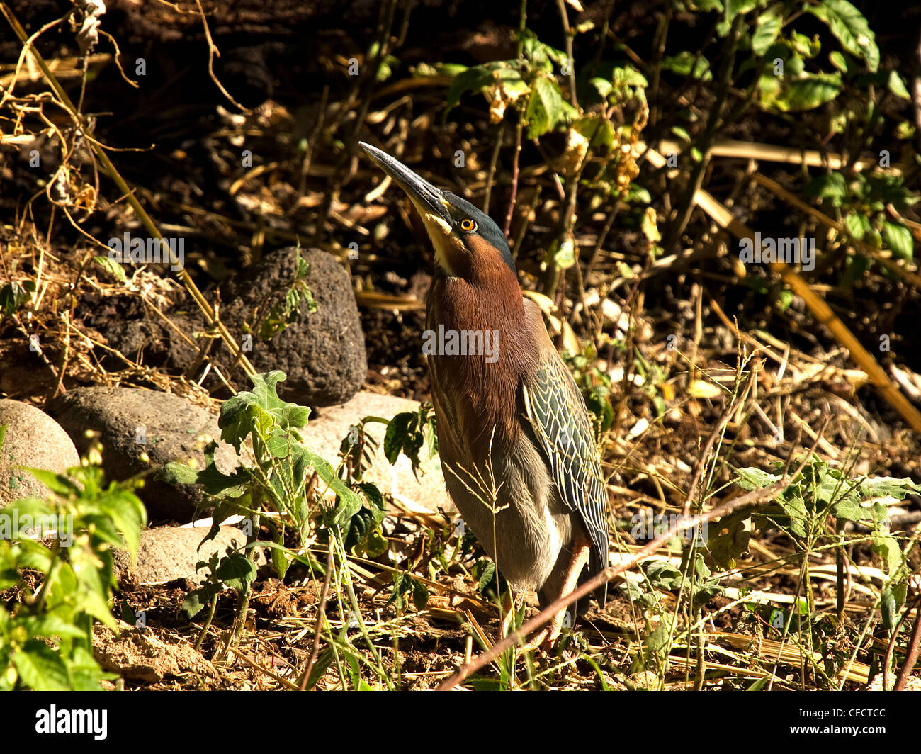 Horizontal bird birds hi-res stock photography and images - Alamy