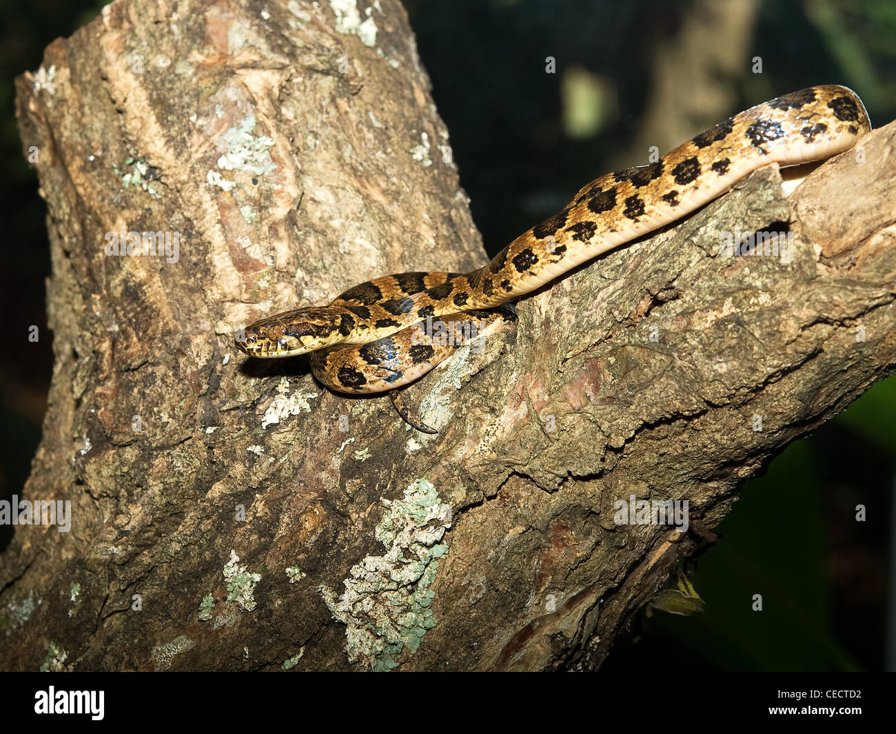 Cat eyed snake, Leptodeira annulata, horizontal portrait of young snake ...