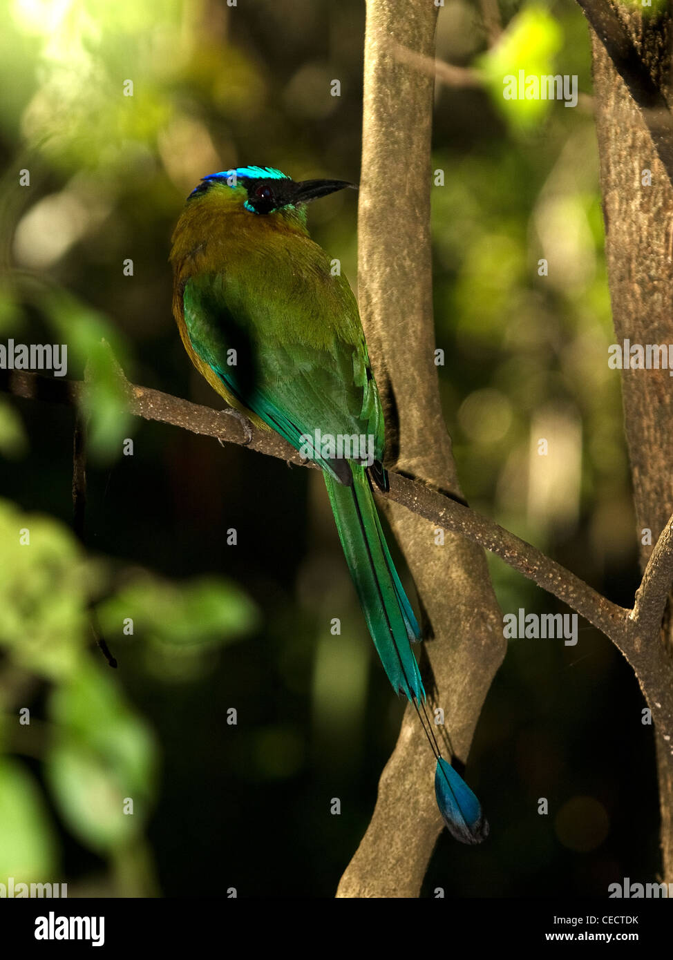 Blue Crowned Motmot, Momotus momota, vertical portrait of adult perched ...