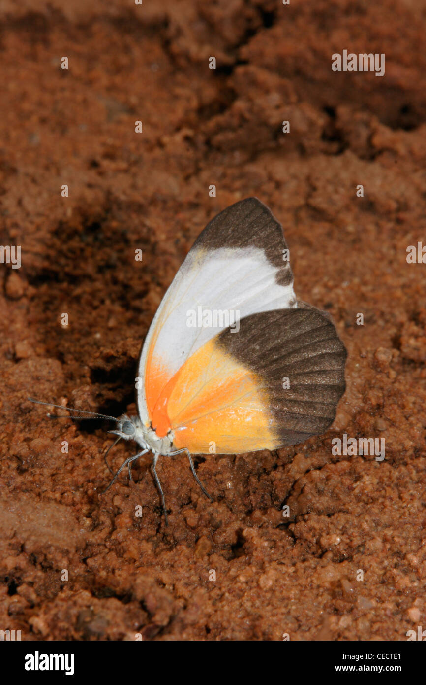 Dotted border butterfly (Mylothris chloris :Pieridae) puddling in ...