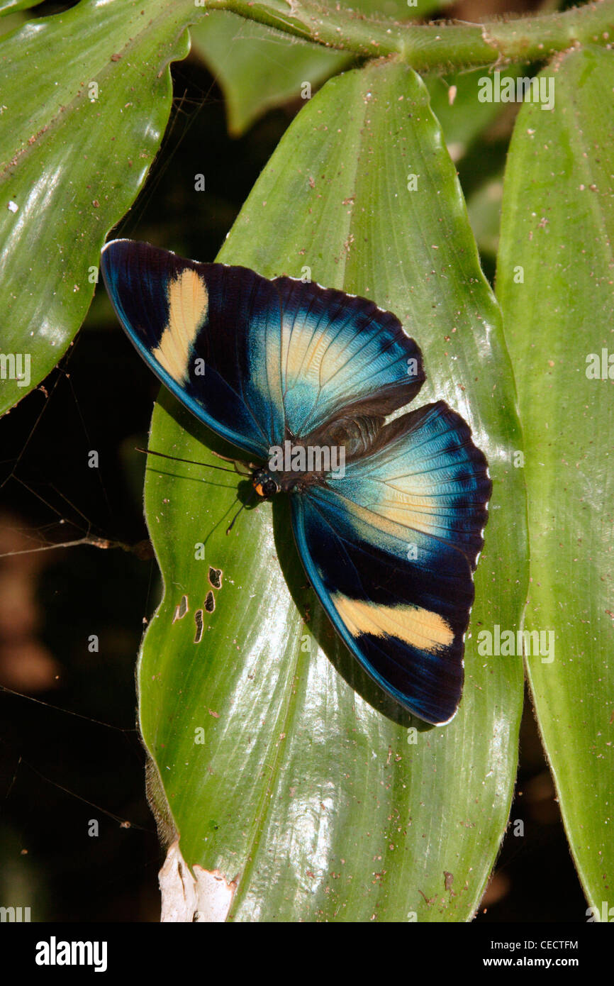 Butterfly (Euphaedra phaethusa : Nymphalidae) in rainforest, Ghana ...