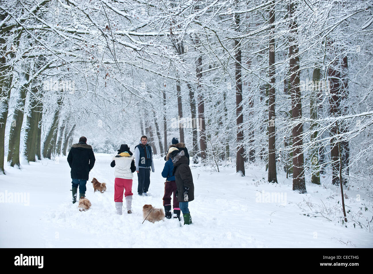 Walking tracks woodlands hi-res stock photography and images - Alamy