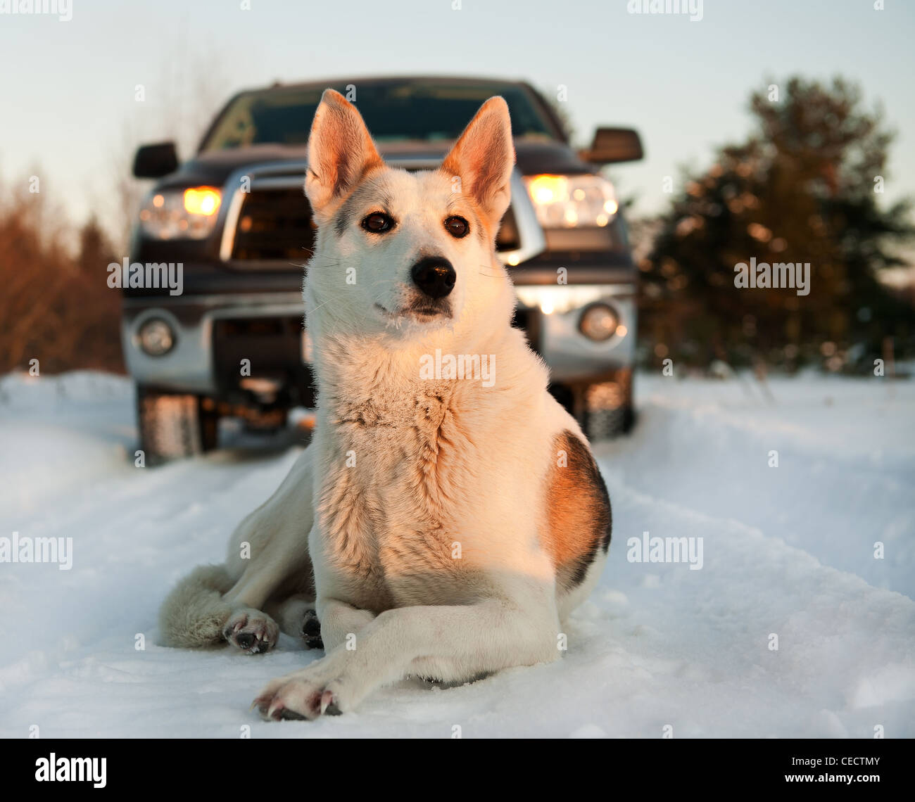 Winter portrait of a dog. A winter portrait of the dog on snow in front ...
