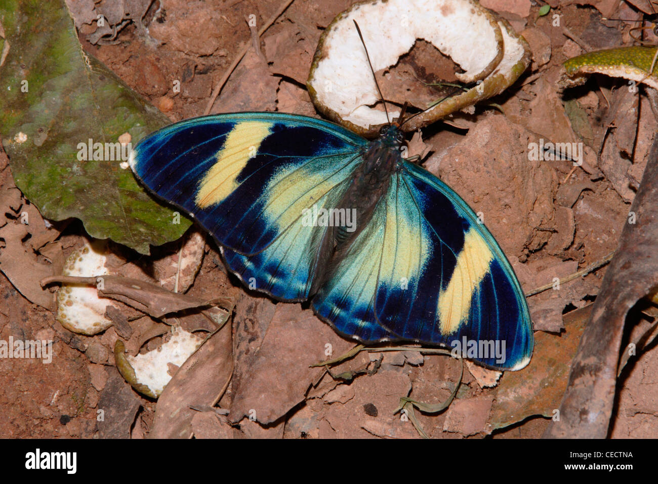 Phaethusa hi-res stock photography and images - Alamy