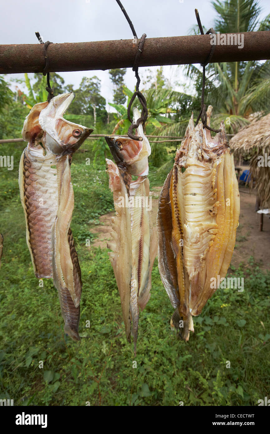 Fresh fish, including Peacock Bass, drying in the sun, Rewa, Rupununi ...