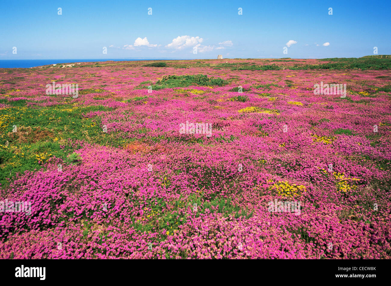 United Kingdom, Great Britain, Channel Islands, Jersey, Wild Flowers ...